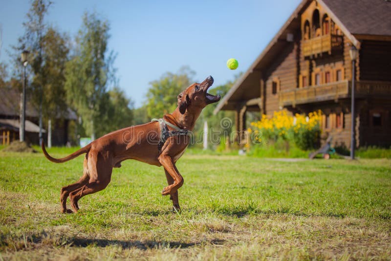 Ridgeback De Rhodesian Del Perrito Foto de archivo - Imagen de joven ...