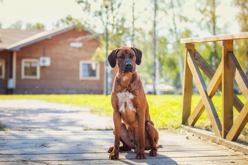 Perro Rhodesian Ridgeback imagen de archivo. Imagen de hermoso - 46863975