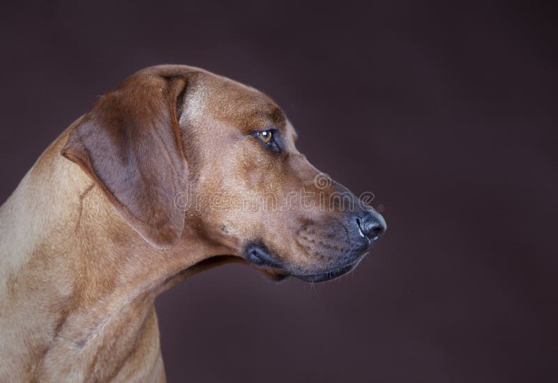 Perfil De Rhodesian Ridgeback Foto de archivo - Imagen de soporte ...