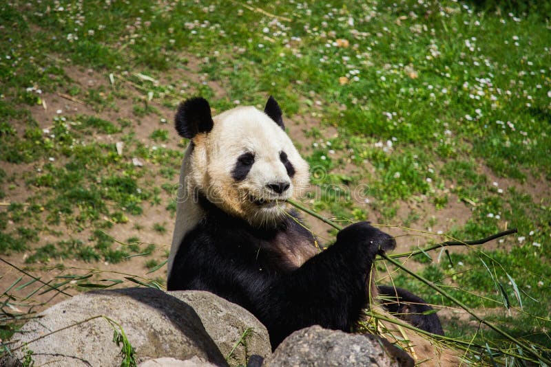 Perfil de uma panda imagem de stock. Imagem de perfil - 99319949