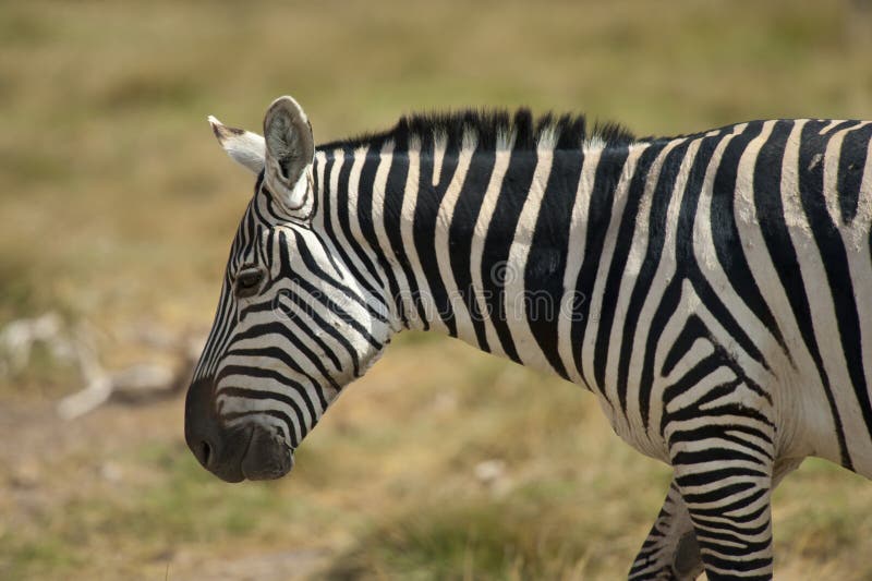 Perfil de uma zebra foto de stock. Imagem de horizontal - 29643180