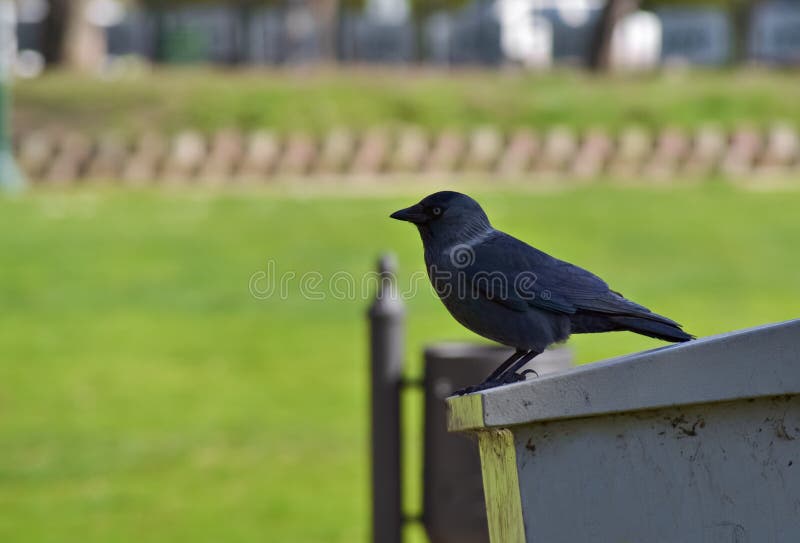 Perfil de un cuervo imagen de archivo. Imagen de primer - 69206183