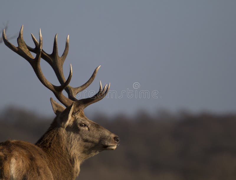 Perfil De Un Macho De Los Ciervos Comunes Imagen de archivo - Imagen de ...