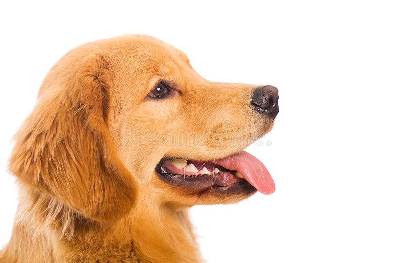 Perfil De Un Perro Del Perro Perdiguero De Oro Imagen de archivo ...