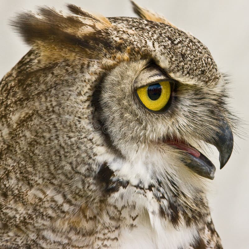 Perfil del buho imagen de archivo. Imagen de mirada, buho - 11970103