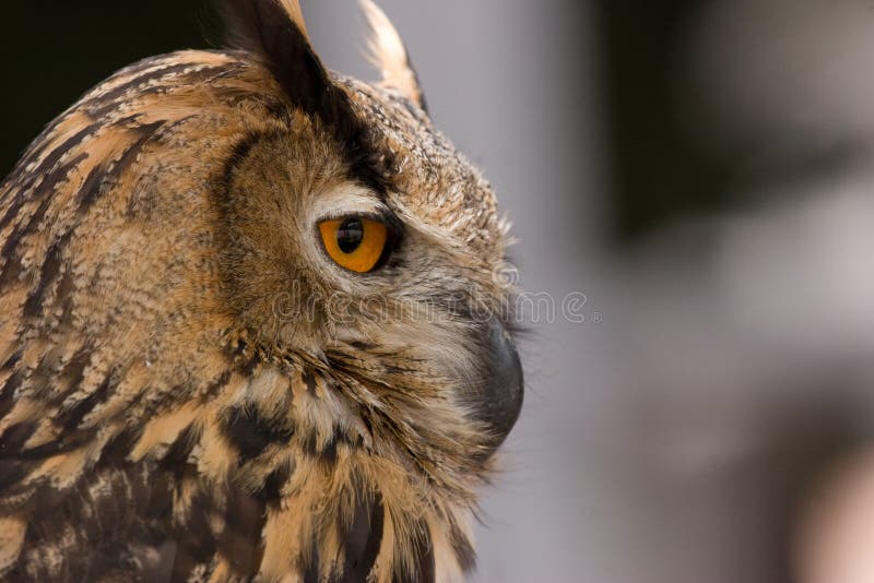 Perfil del buho foto de archivo. Imagen de pluma, mirando - 16485620