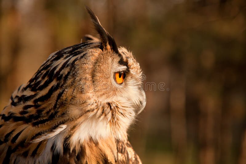 Perfil del buho marrón imagen de archivo. Imagen de cazador - 18465109