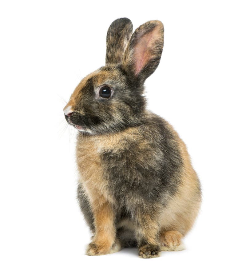 Perfil del conejo rojo foto de archivo. Imagen de rojo - 100623408