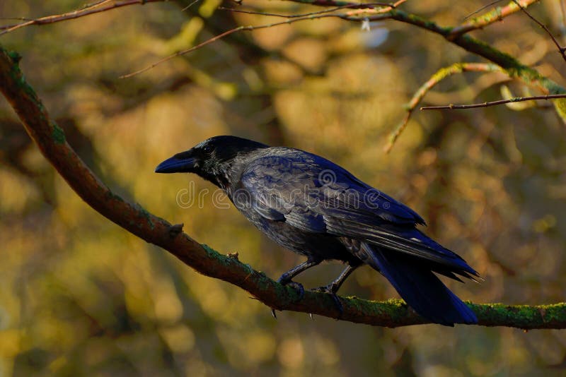 665 Perfil Del Cuervo Fotos de stock - Fotos libres de regalías de ...
