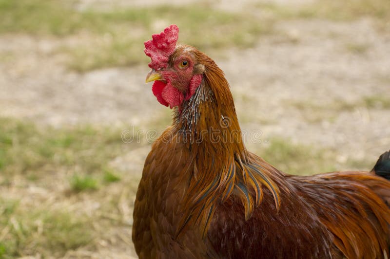 Perfil del gallo foto de archivo. Imagen de barniz, rojo - 16598456