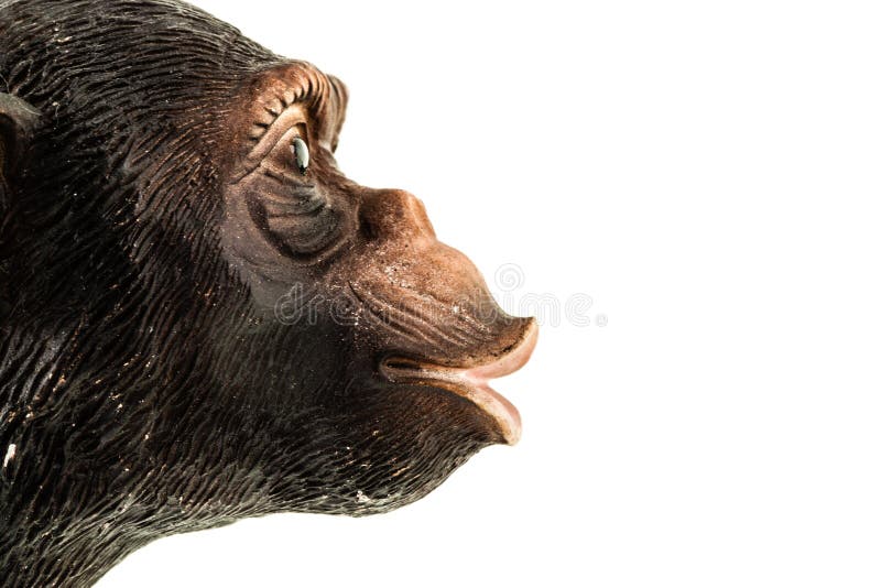 Perfil del mono imagen de archivo. Imagen de primate - 40972845