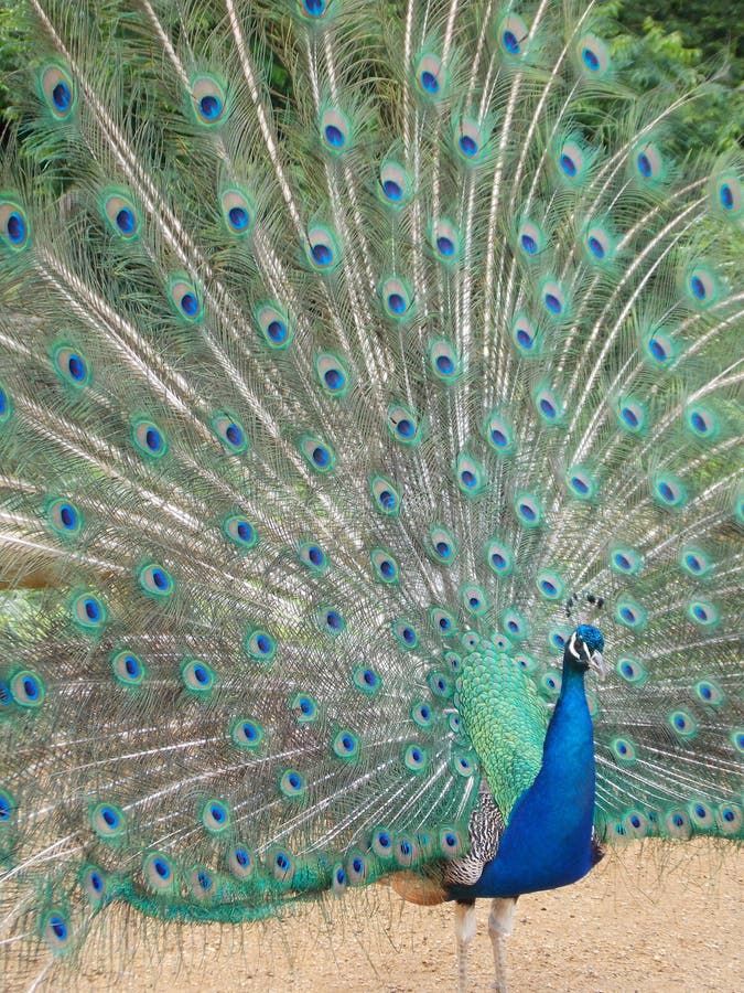 Perfil del pavo real imagen de archivo. Imagen de pico - 89199557