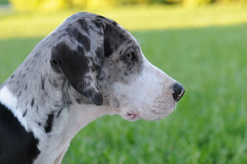Perfil del perrito foto de archivo. Imagen de amor, perros - 12365420