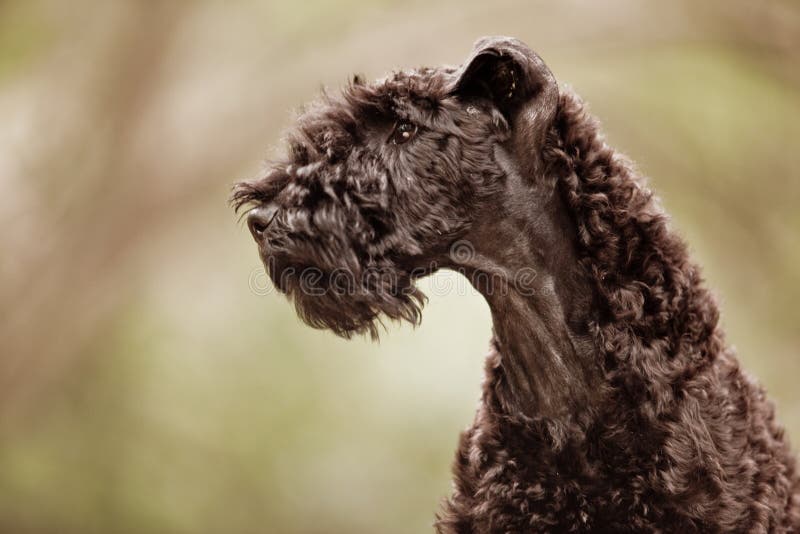 Perfil Del Perrito Del Terrier De Azul De Kerry Imagen de archivo ...
