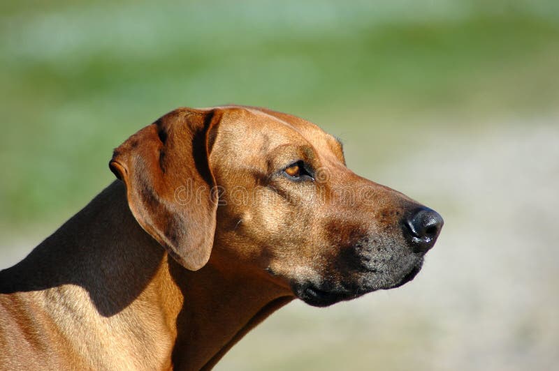 Perfil del perro imagen de archivo. Imagen de cazador - 1389211