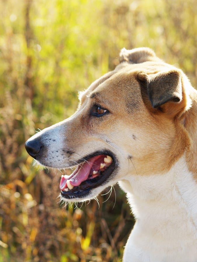 Perfil del perro (127) foto de archivo. Imagen de ojos - 30730194