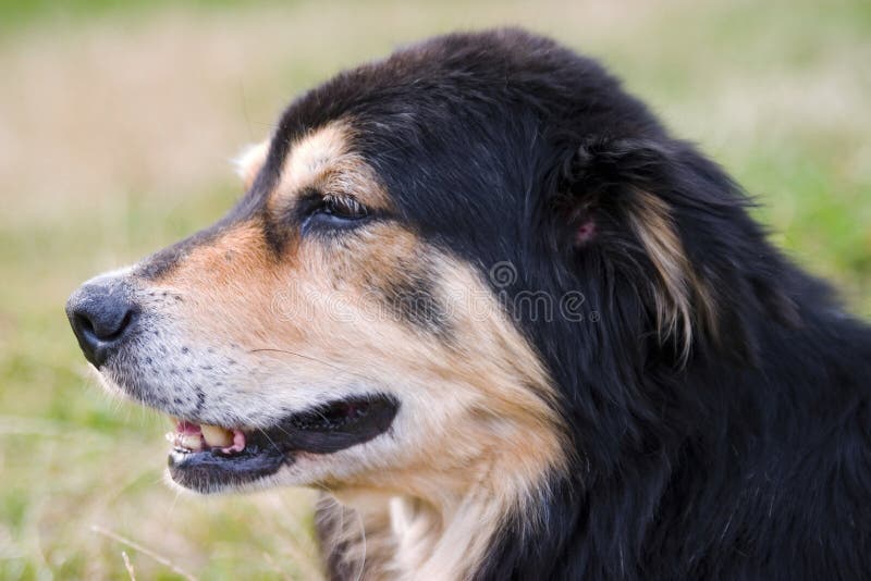 Perfil de perro imagen de archivo. Imagen de piel, perro - 4066453