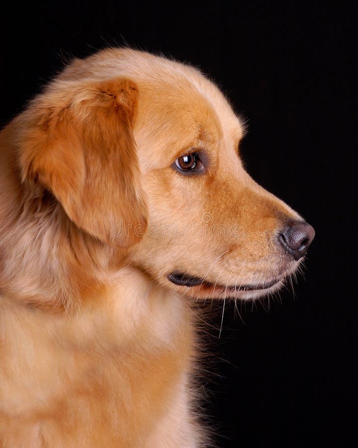 Perfil Del Perro Perdiguero De Oro Imagen de archivo - Imagen de casta ...