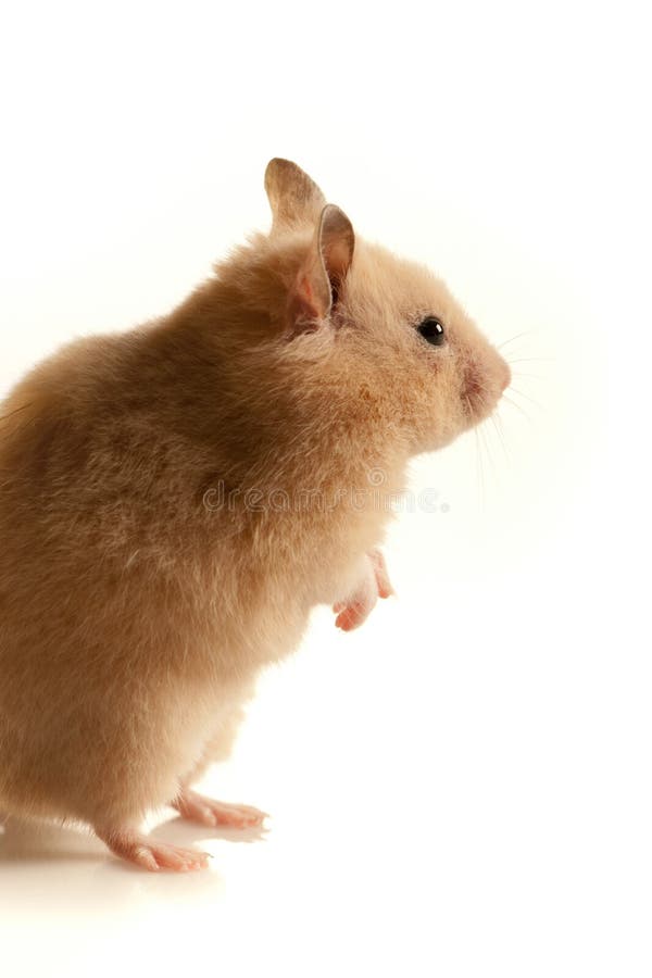 Perfil del roedor foto de archivo. Imagen de roedor, blanco - 24227336