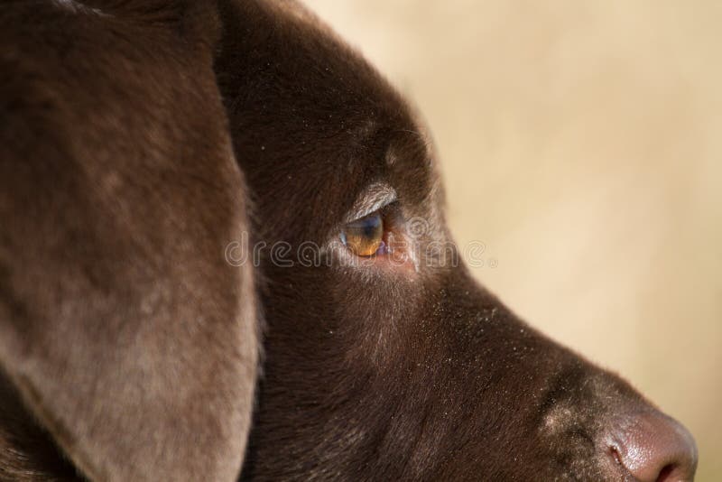 Perfil Do Close-up De Um Labrador Marrom Imagem de Stock - Imagem de ...