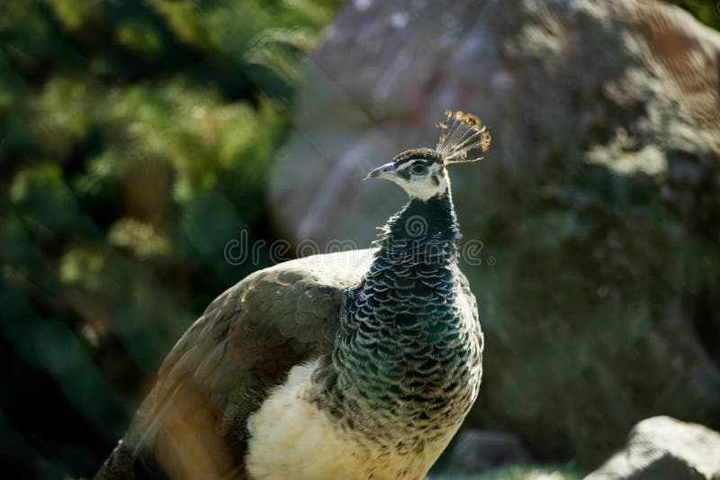 Pavão fêmea foto de stock. Imagem de atrativo, colorido - 20436918