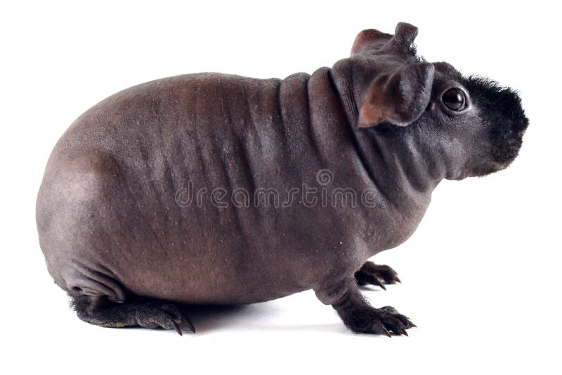 El Jugar Flaco Del Cerdo Se Viste Para Arriba Imagen de archivo ...