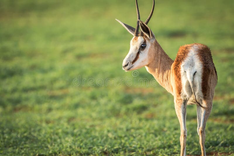 Perfil Lateral De Una Gacela En Etosha Imagen de archivo - Imagen de travieso, explorador: 94350159