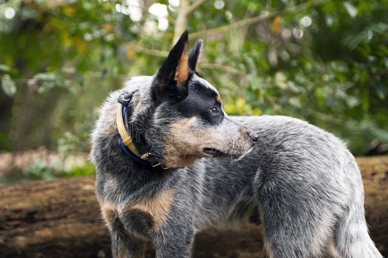 Perro Azul Del Ganado De Queensland Heeler Imagen de archivo - Imagen ...