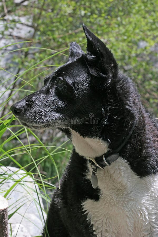Perfil, Mistura De Border Collie Imagem. Imagem: 1076272