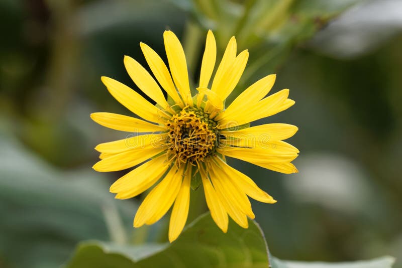 Pianta Della Tazza - Perfoliatum Di Silfio Fotografia Stock - Immagine ...