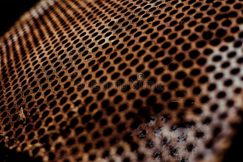 Perforated Brown Rusty Iron Sheet Texture. Surface with Depth of Field ...