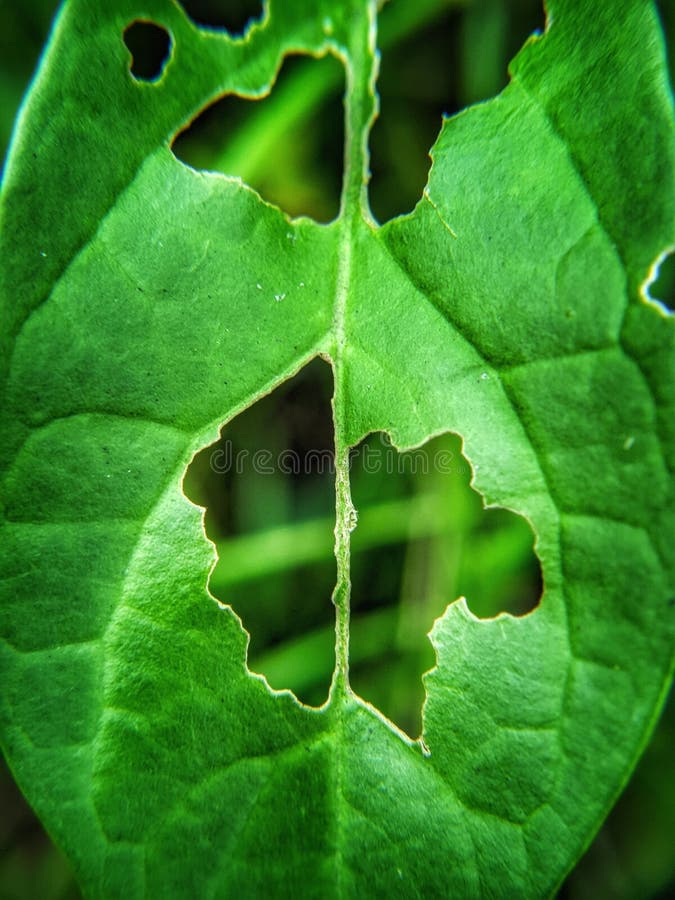 Perforated Leaf Pattern because it is Eaten by Insects Stock Photo ...