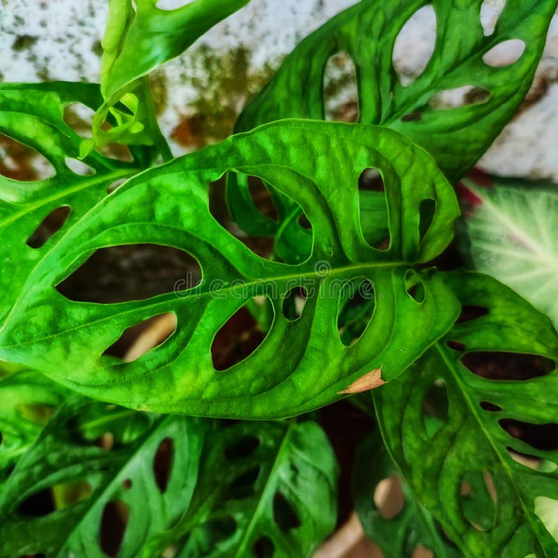 Perforated Sandal Flower with Perforated Leaf Texture Stock Photo ...