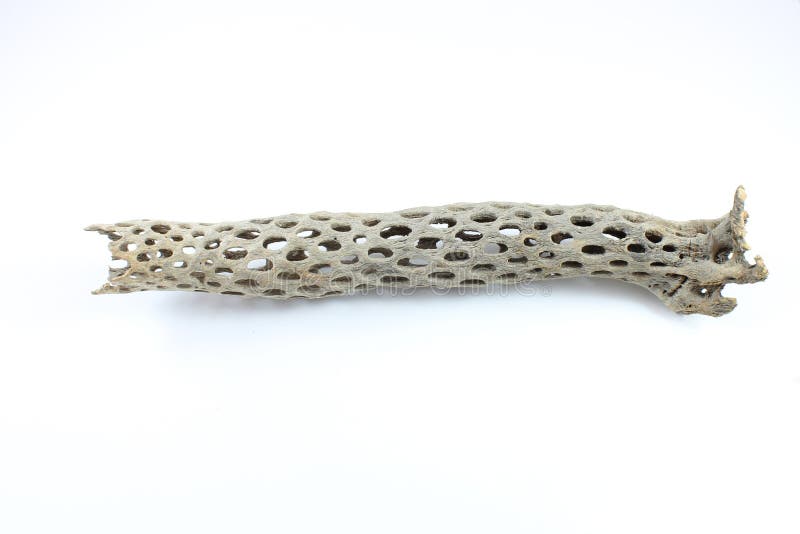 Dry skeleton of a cactus stock image. Image of park - 213087923