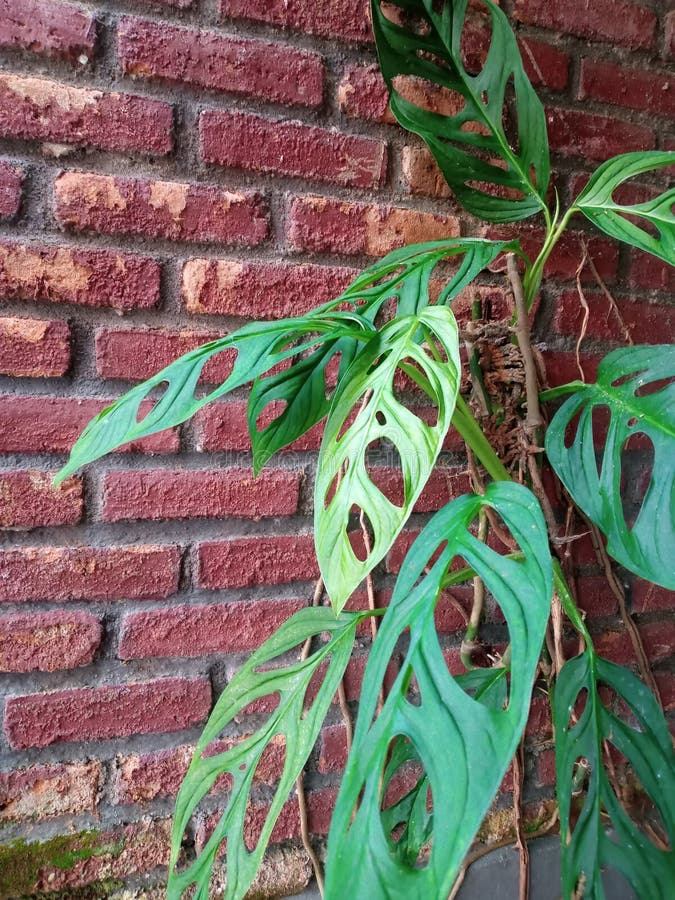 Perforated Widow Tree Stock Photos - Free & Royalty-Free Stock Photos ...