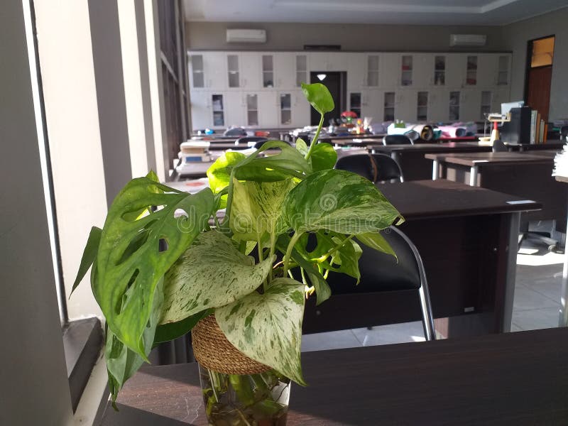 Perforated Widow Leaf Ornamental Plants are Placed on the Work Table ...