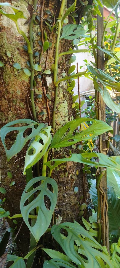 Perforated widow plant stock image. Image of plant, perforated - 306967169