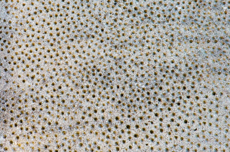 Perforations in the Concrete Wall of the Old Temple. Unusual Surface ...