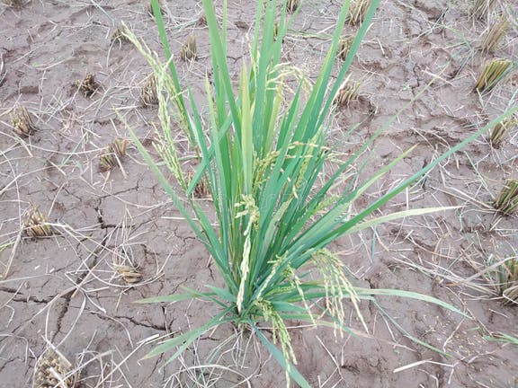 Performance of Rice Plants in Paddy Fields Stock Image - Image of ...