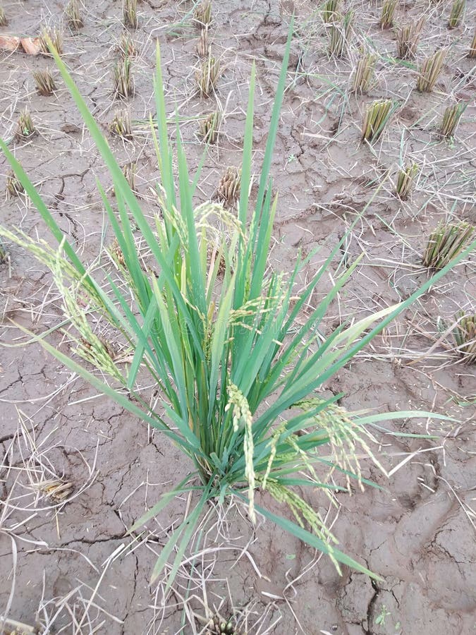 Performance of Rice Plants in Paddy Fields Stock Photo - Image of ...
