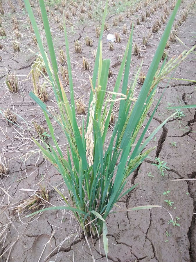 Performance of Rice Plants in Paddy Fields Stock Photo - Image of grass ...