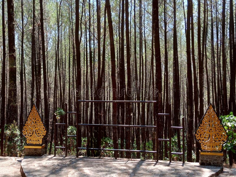 Performance Stage in the Middle of a Pine Forest Stock Photo - Image of ...