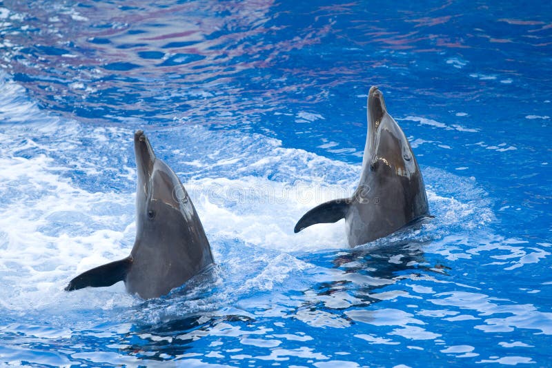 Performing Dolphins stock photo. Image of show, jump - 14222322