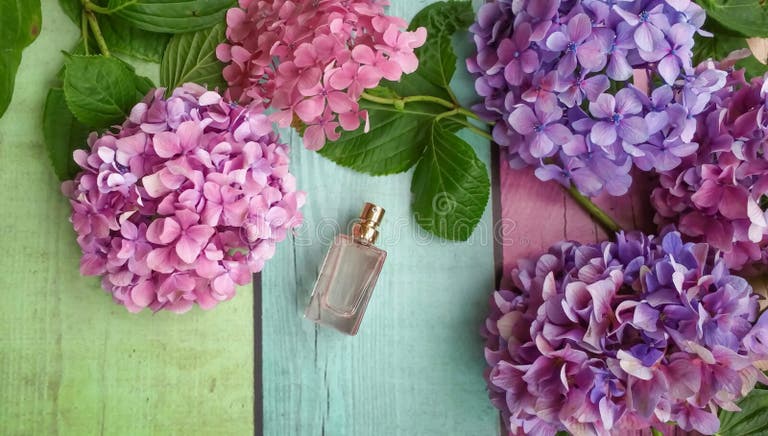 Perfume Bottle and Hydrangea Flowers Stock Image - Image of natural ...