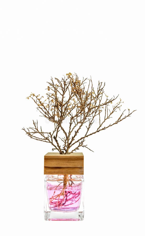 Perfume bottle tree aroma stock image. Image of treatment - 72432877