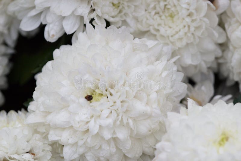 Perfume Flower Tree at the Flower Show Stock Photo - Image of bush ...