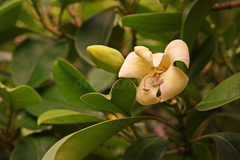 Perfume flower tree stock image. Image of asia, petal - 96299975