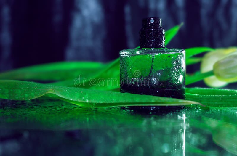 Mens Perfume with Green Leaves Stock Photo - Image of beauty, mens ...