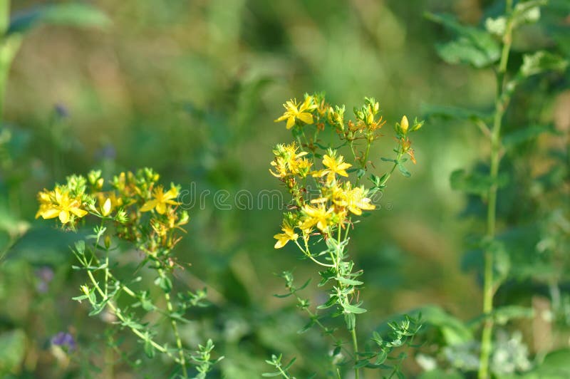 Perfure O S-wort Do ` De St John, Planta Erval Imagem de Stock - Imagem ...