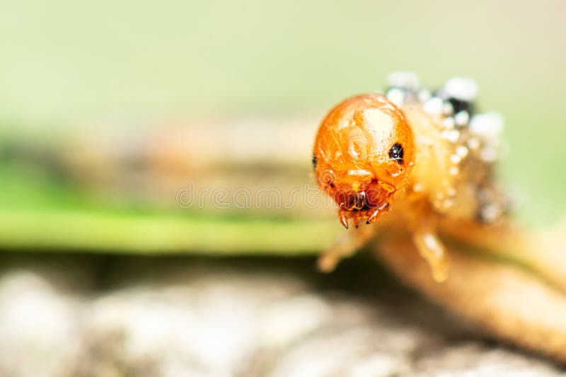 Pergidae Larvae stock image. Image of zoology, entomology - 322125041